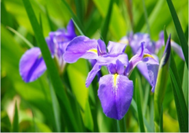 Taiwan Iris :: Rootsandshootsclub.tw